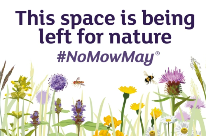 Let's support No Mow May® and Every Flower Counts - Milford ...