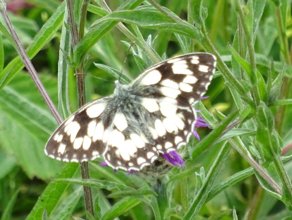 Butterfly Nature Walk Report - Milford Conservation Volunteers