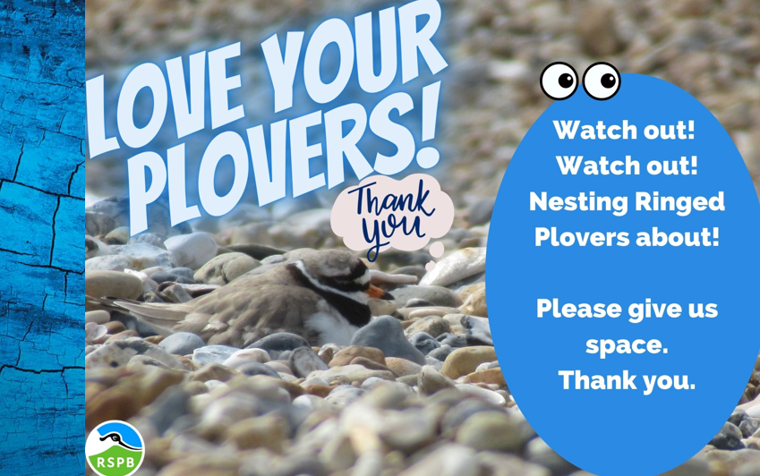 RSPB Beach Nesting Birds in the Solent MCV and Wings - Milford ...